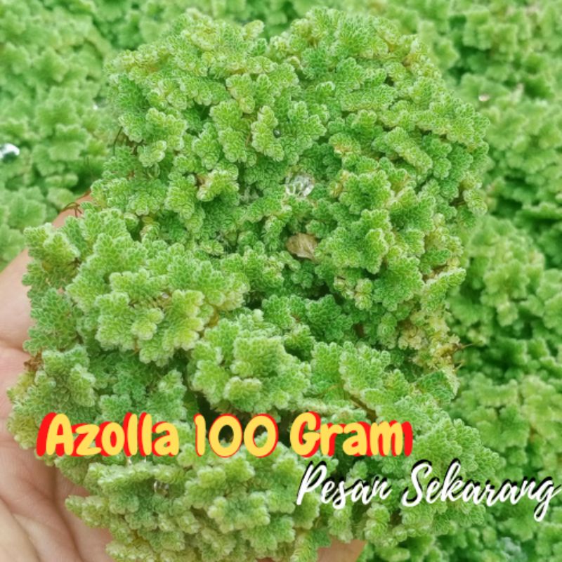 Jual Bibit Azolla Super Azola Bibit Pakan Alternatif Ikan 100 gram ...