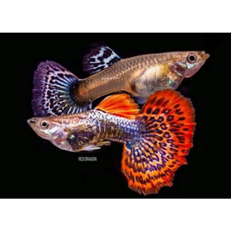 Jual Guppy 1 pasang dragon ekor lebar bagus betina siap beranak | Shopee Indonesia