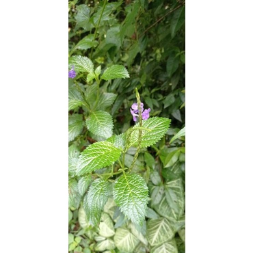 Jual 100 lembar daun pecut kuda/daun jarong/daun jarong segar | Shopee ...