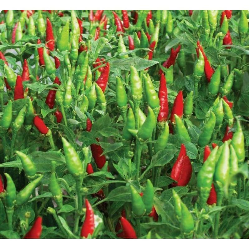 Jual Pohon cabe rawit gorengan - cabe rawit | Shopee Indonesia
