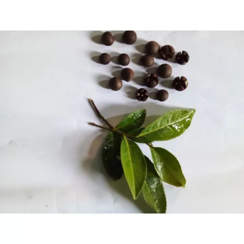 Jual BIJI POHON TEH JAWA ASLI/BIJI TEH JAWA/ISI 10 BIJI | Shopee Indonesia