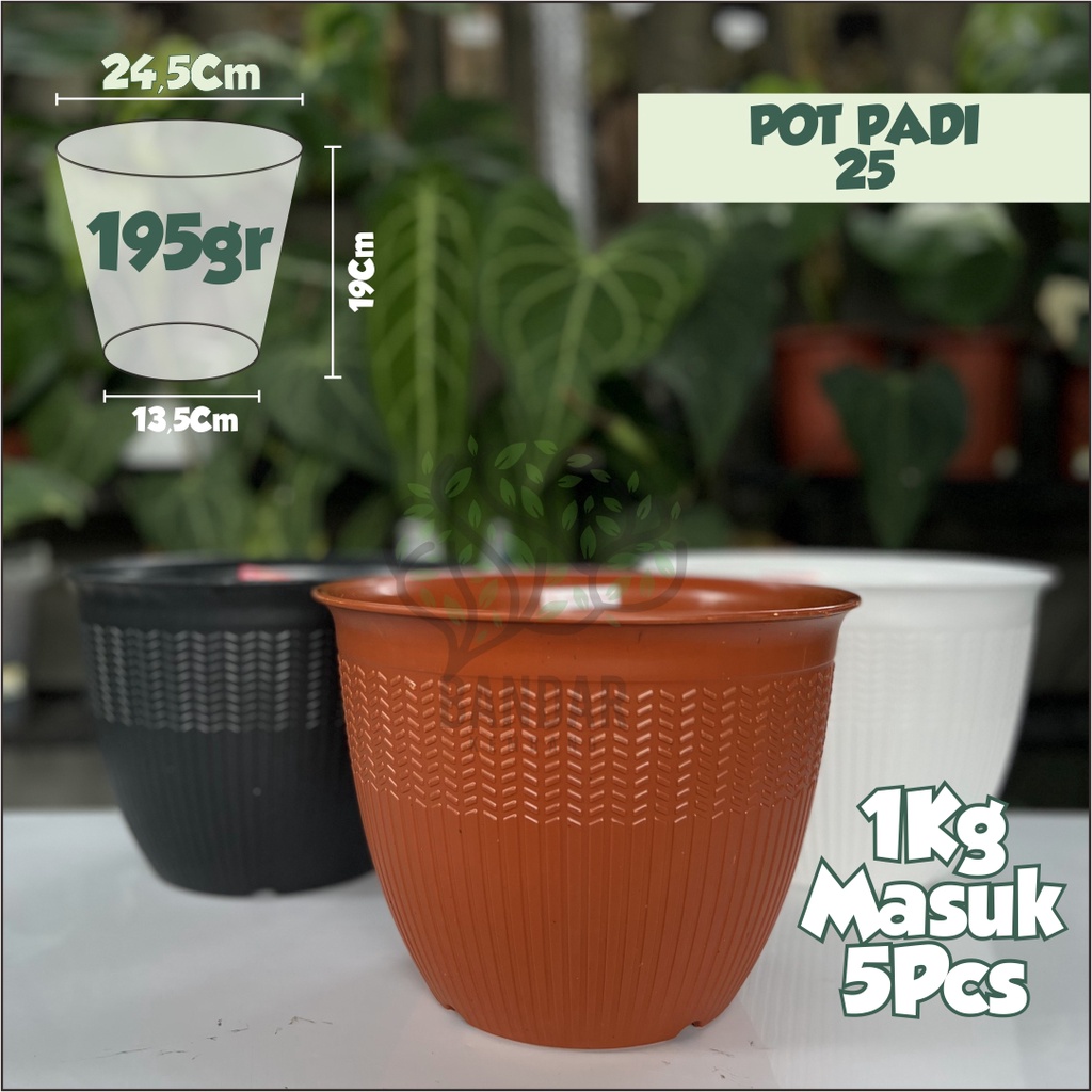 Jual Pot Padi 25 pot bunga tanaman hias bibit taman pot aesthetic warna ...