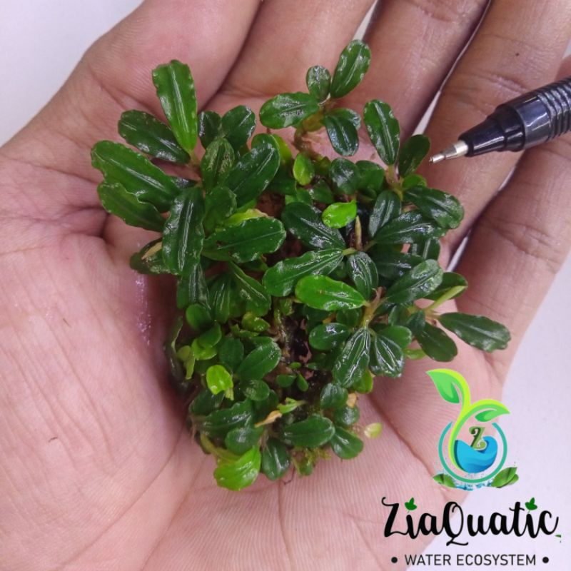 Jual Tanaman Aquascape Bucephalandra Coin Mini Leaf Clump | Shopee ...