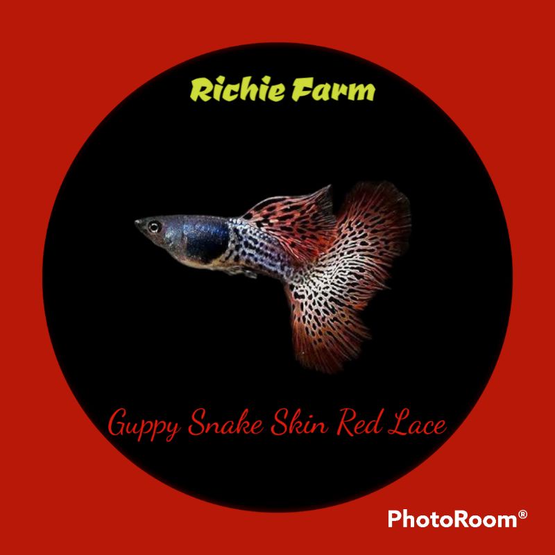 Jual Guppy Metal Snake Skin Red Lace big dorsal | Shopee Indonesia