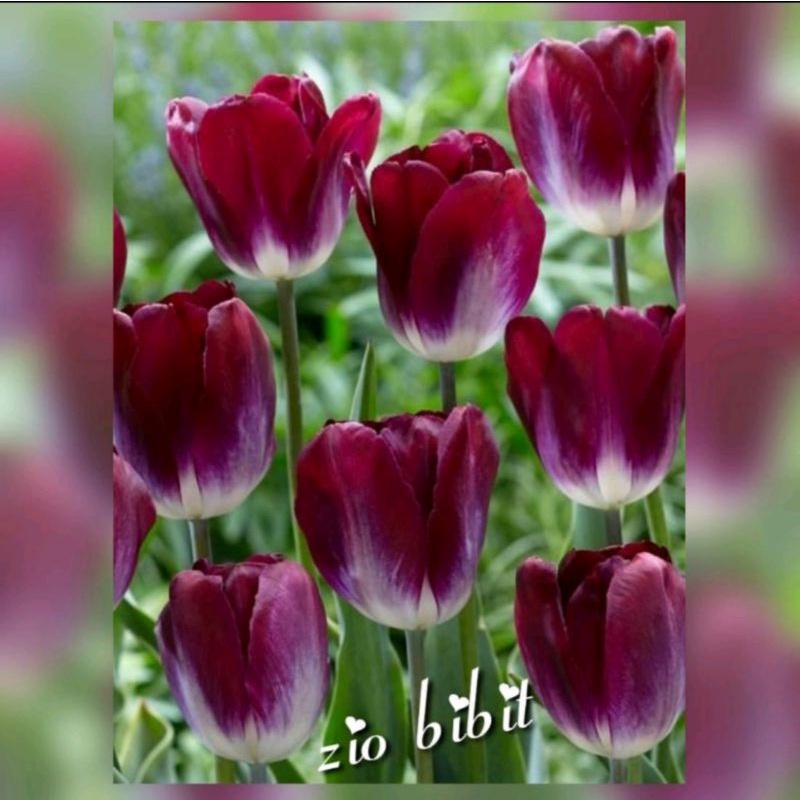 Jual Bibit bunga tulip benih bunga tulip belanda asli peach | Shopee ...