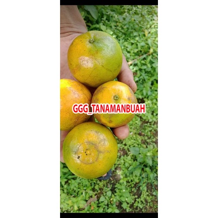 Jual Bibit Jeruk BW Asli Lampung Sudah Berbuah | Shopee Indonesia