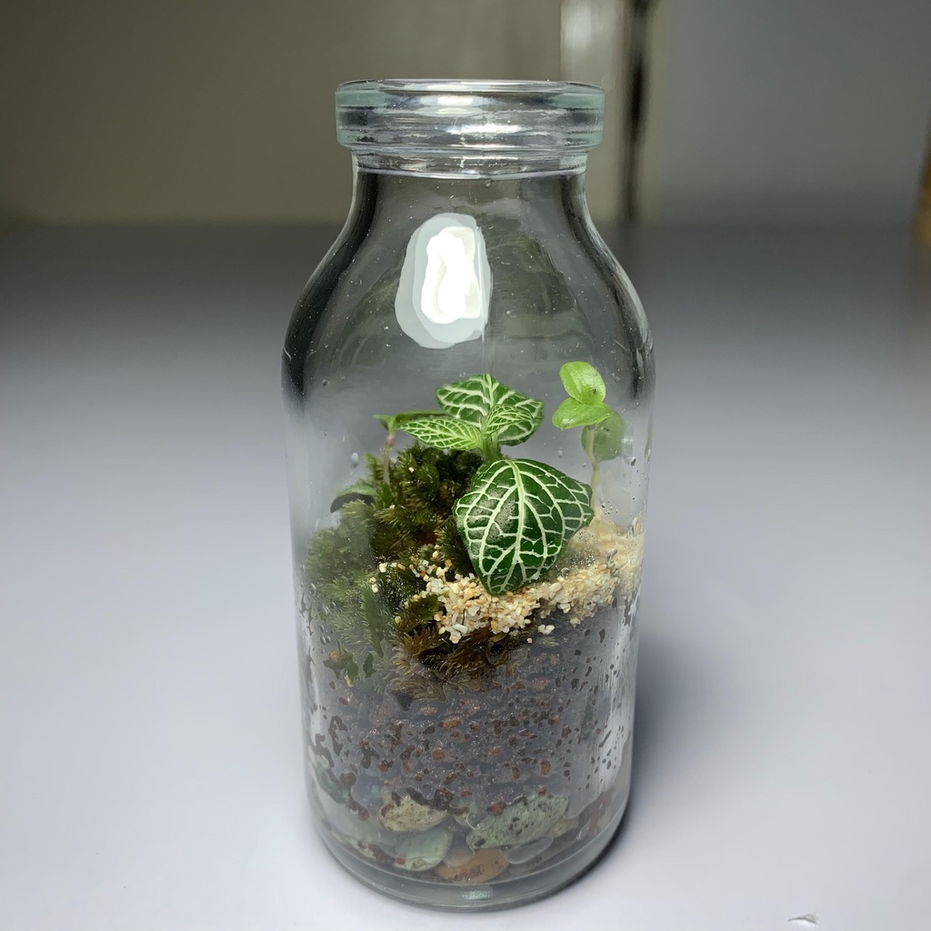 Jual DIY Mini Terrarium KIT | Shopee Indonesia