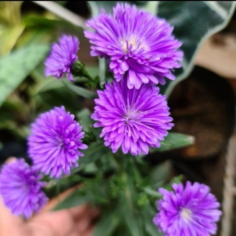 Jual Tanaman Bunga Aster Pikok / Peacock (Cocok Untuk Dekor) | Shopee ...