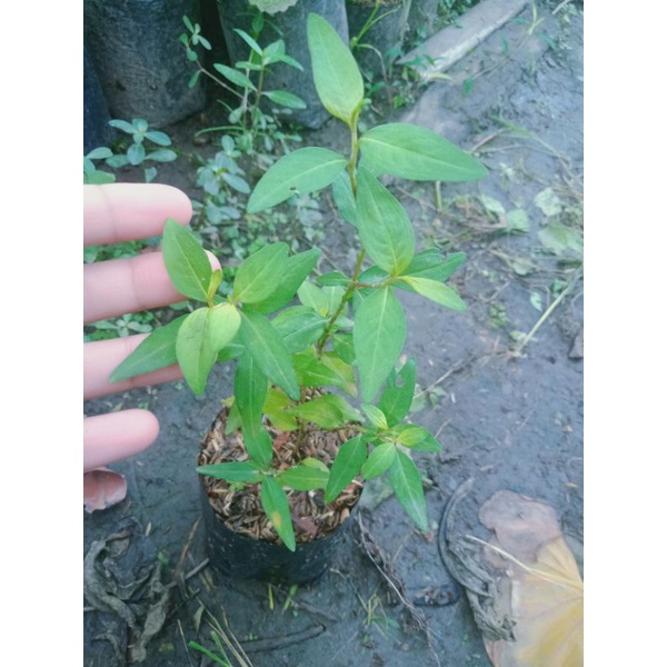 Jual Tanaman laksa/mint Vietnam /kesum | Shopee Indonesia