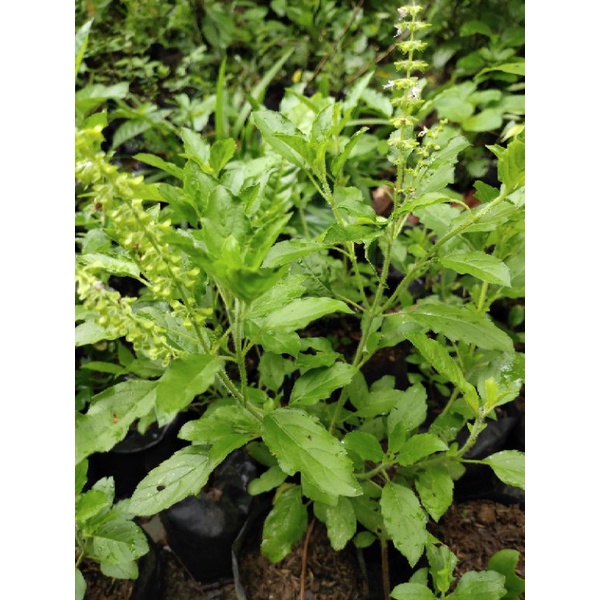 Jual bibit pohon ruku ruku daun herbal | Shopee Indonesia