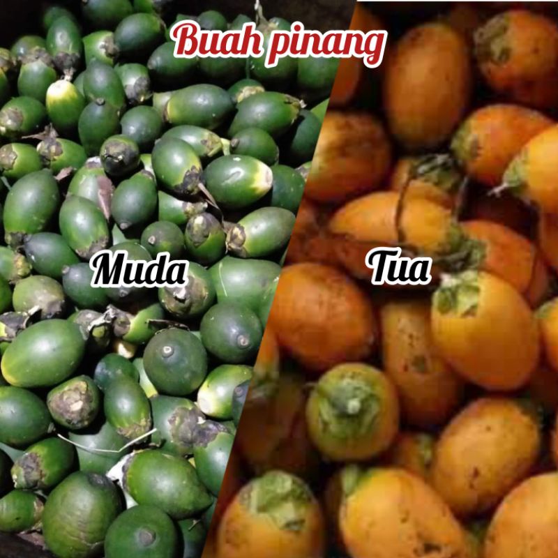 Jual Buah pinang wangi jambe netto 1kg | Shopee Indonesia