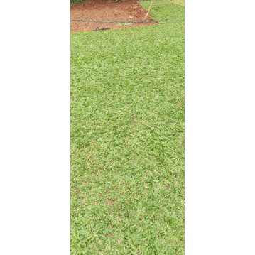 Jual rumput 1 meter full tanam rapat | Shopee Indonesia
