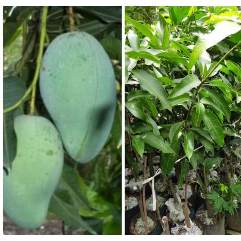 Jual bibit buah mangga gadung(arumanis) max 1meter | Shopee Indonesia