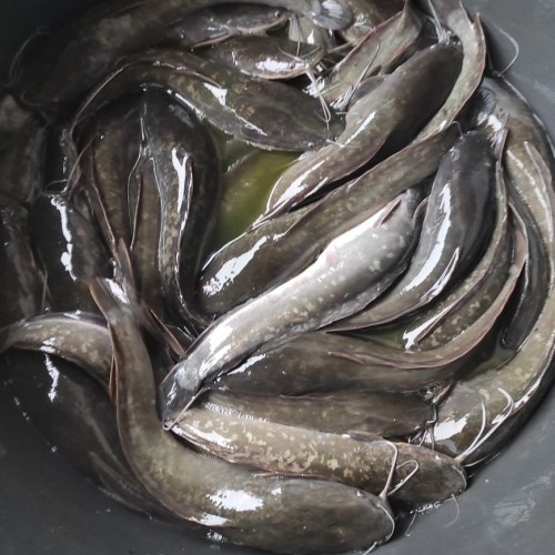 Jual PASAR ONLINE MURAH - LELE SEGAR 500GR | Shopee Indonesia