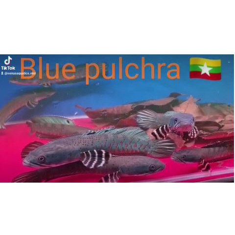 Jual Channa Blue Pulchra | Shopee Indonesia
