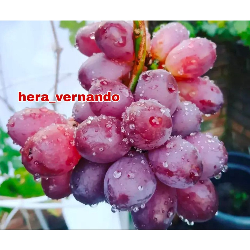Jual Bibit Anggur Everest Grafting Super Cepat Berbuah | Shopee Indonesia