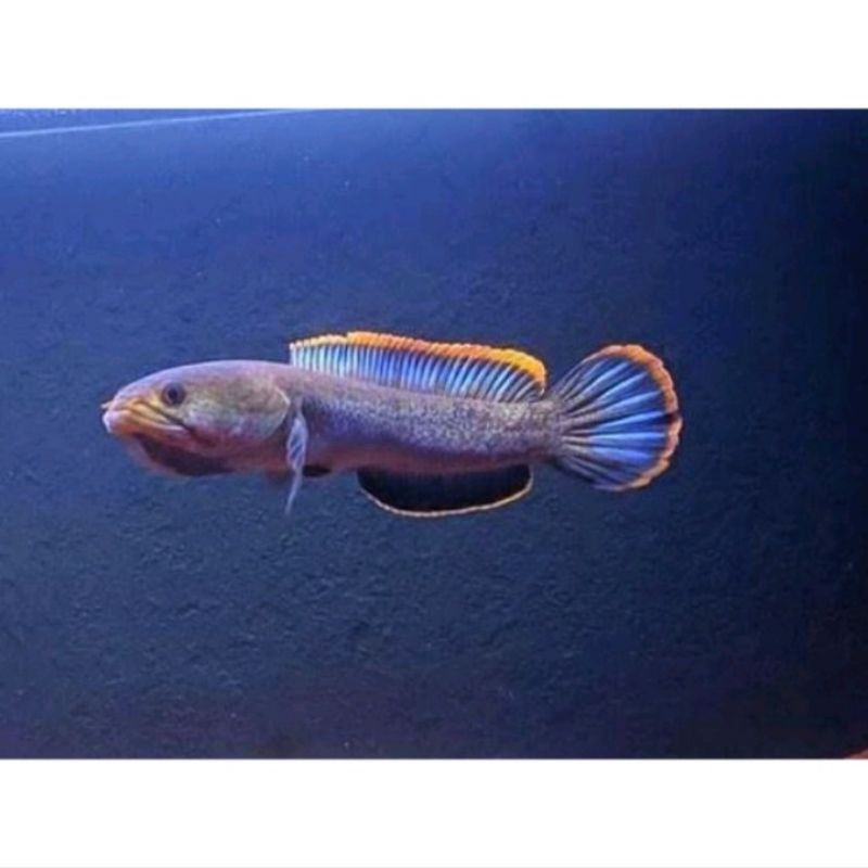 Jual CHANNA LIMBATA RIM TEBAL / LIMBATA PROGRES / CB / LIMBATA ORI LAWU ...