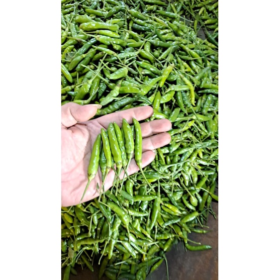 Jual Cabe Rawit Ijo Biasa 1kg | Shopee Indonesia