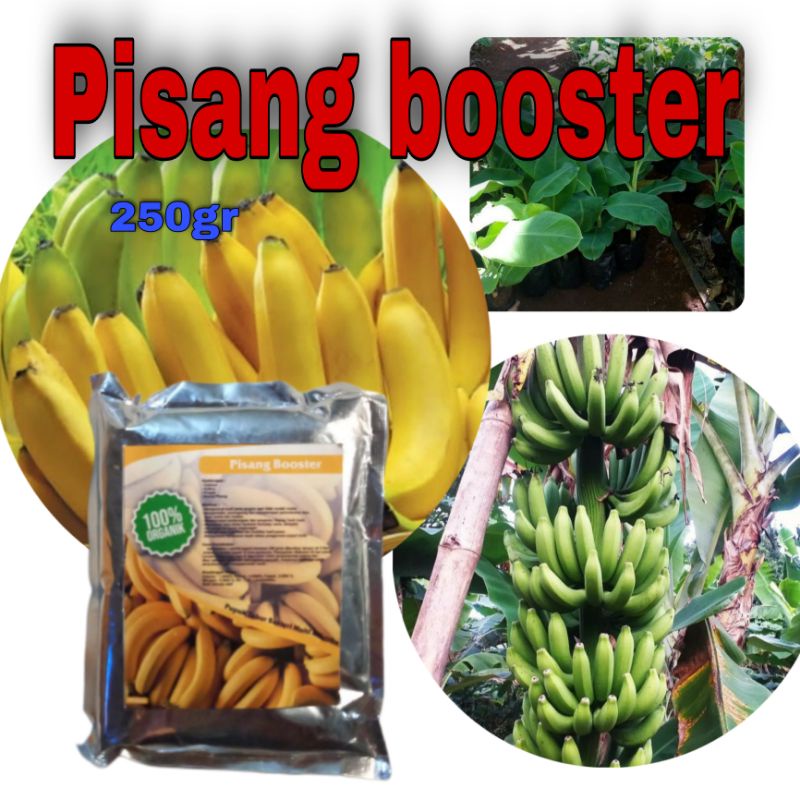 Jual pupuk pisang booster pupuk organik pisang pupuk buah pisang pupuk pelebat buah pisang pupuk ...
