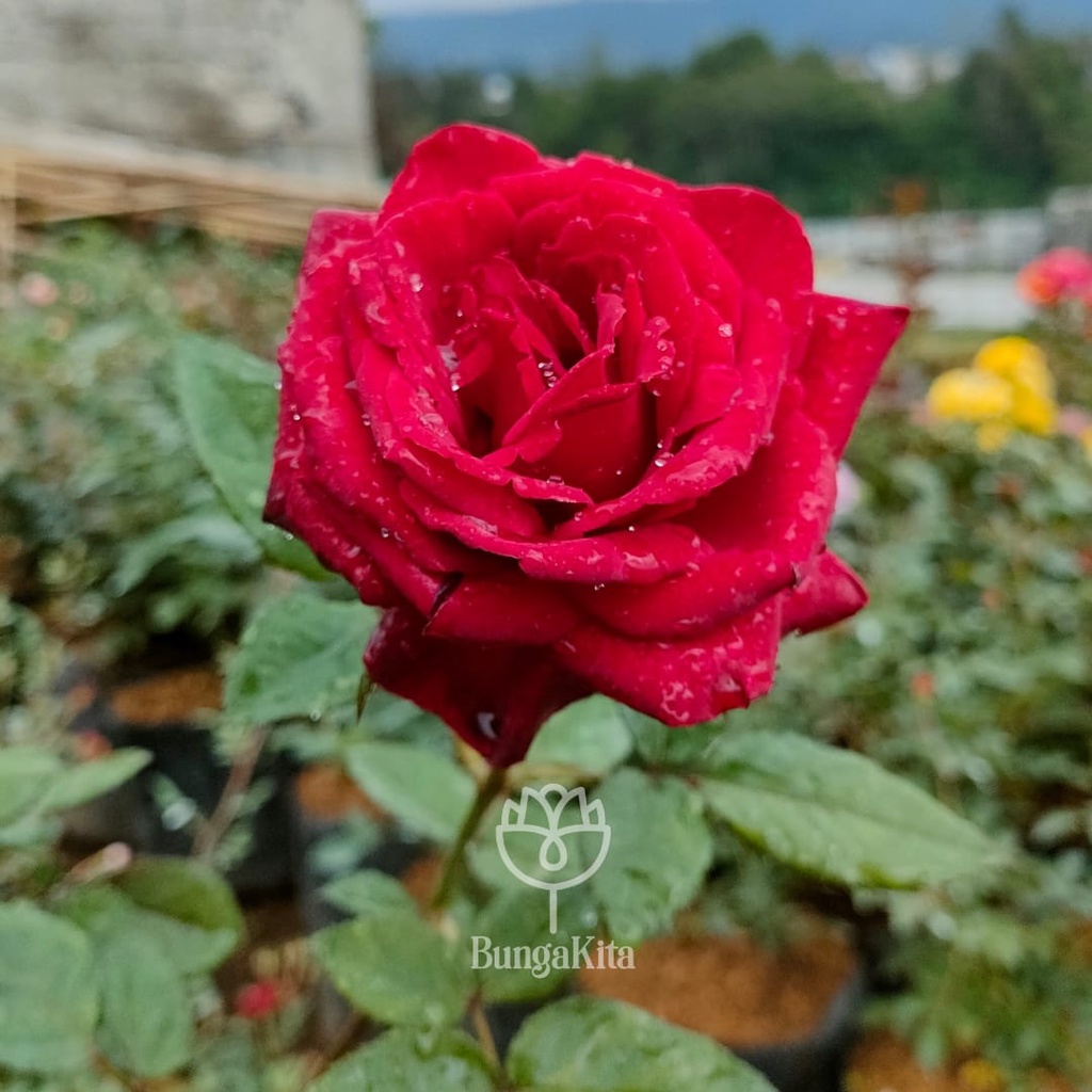 Jual BUNGA MAWAR MERAH TANPA DURI | GRAND GALLA | Shopee Indonesia