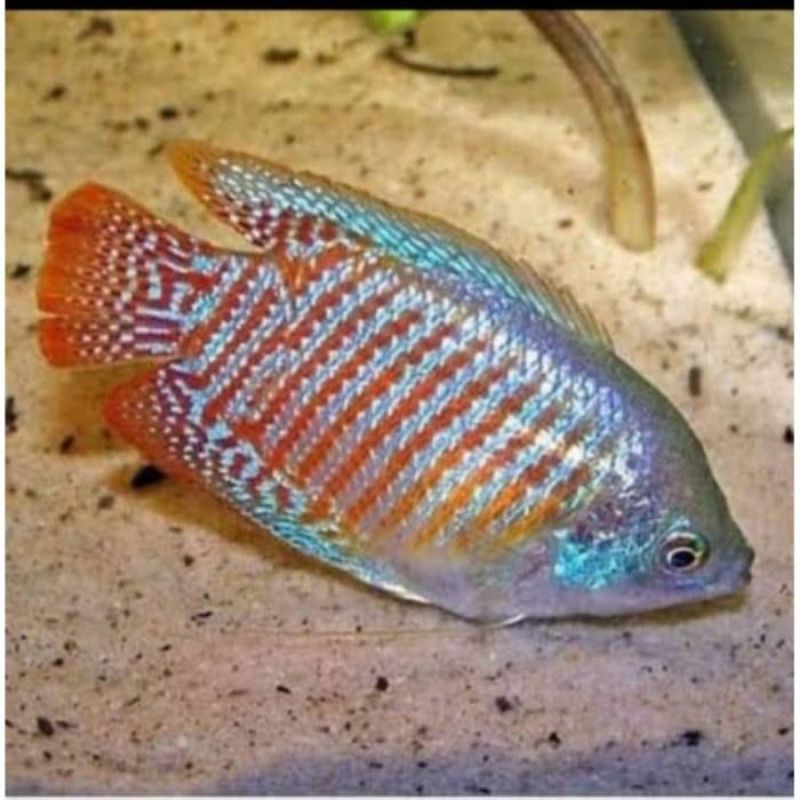 Jual IKAN SEPAT HIAS AQUASCAPE/IKAN HIAS AIR TAWAR/IKAN HIAS AQUASCAPE ...