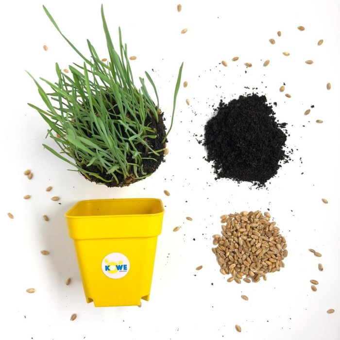Jual [Taman] Kowe Mini Starter Kit Wheatgrass Rumput Gandum Tanaman ...