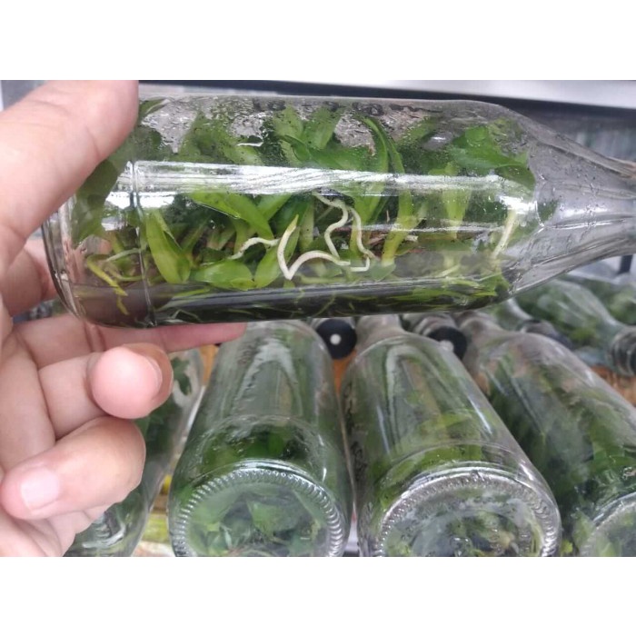 Jual Bbit anggrek bulan botol isi 20 plus bibit | Shopee Indonesia