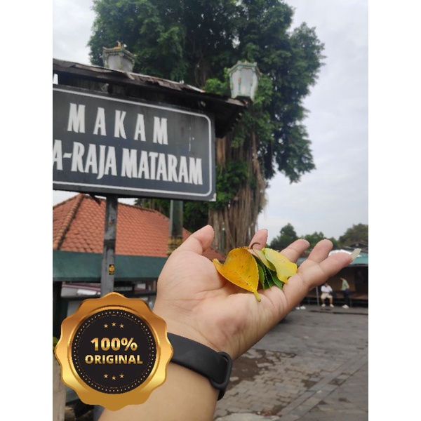 Jual daun pohon beringin putih sepuh tanaman sunan kali jaga makam raja ...