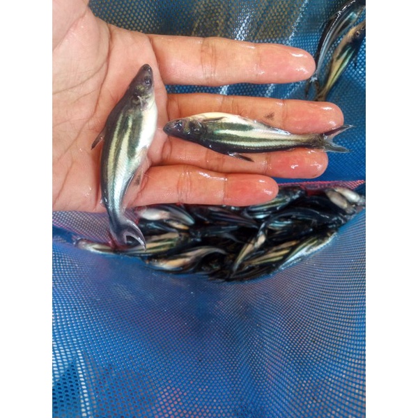 Jual Benih ikan patin | Shopee Indonesia