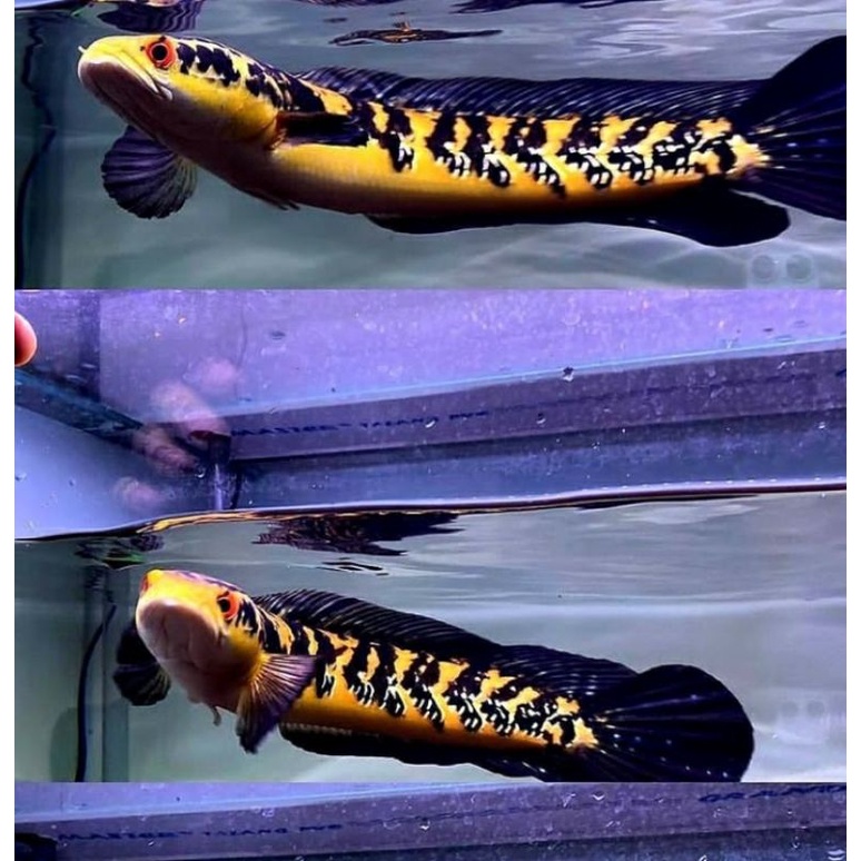 Jual CHANNA MARU YS/YELLOW SENTARUM 16-18 CM BERKUALITAS | Shopee Indonesia