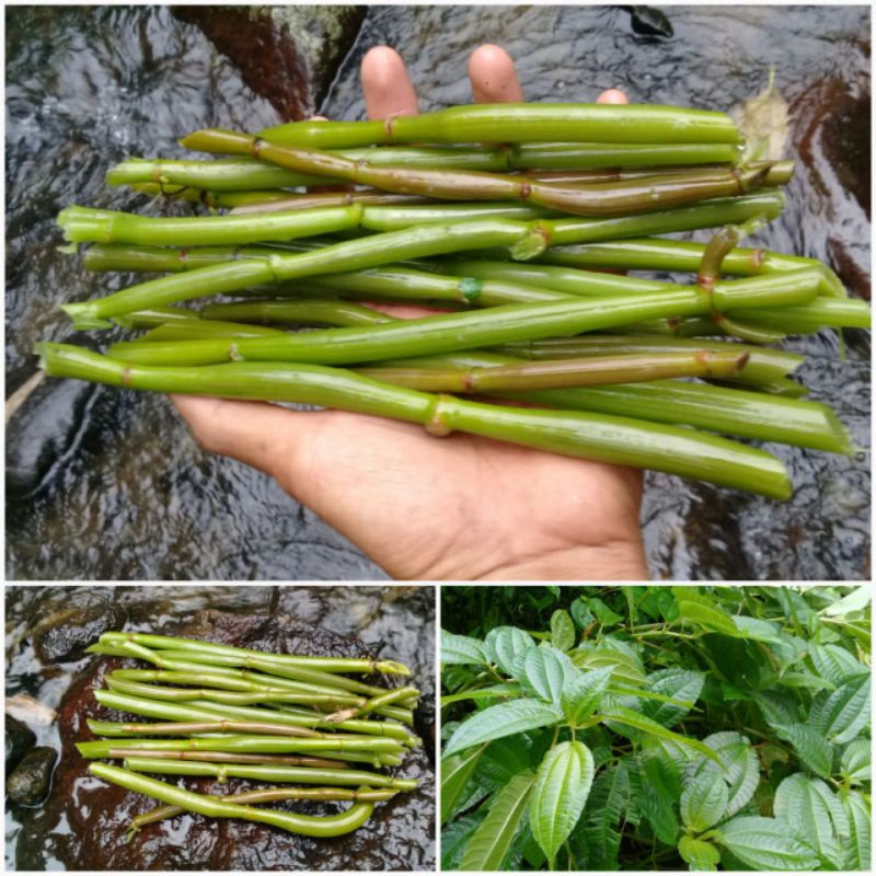 Jual Bibit stek batang pohpohan | Shopee Indonesia