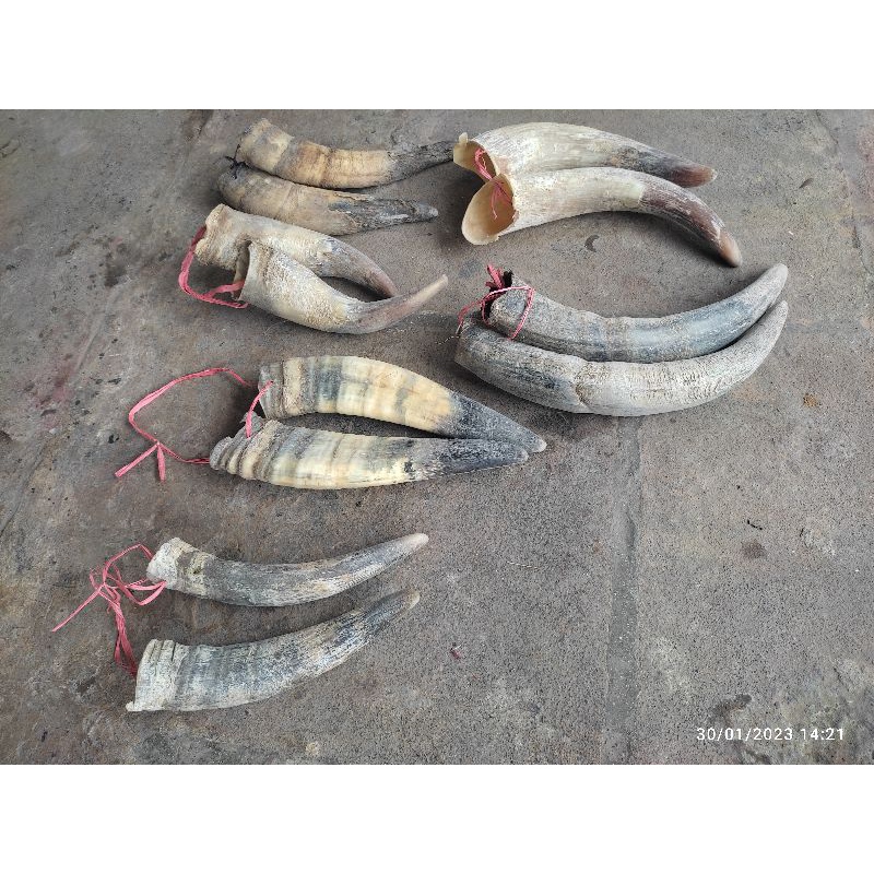 Jual TANDUK SAPI | Shopee Indonesia