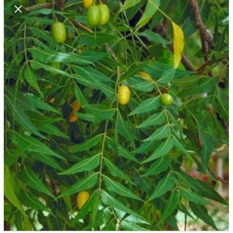 Jual DAUN MIMBA/DAUN MINDI SEGAR/DAUN NEEM FRESH LANGSUNG PETIK PER ...