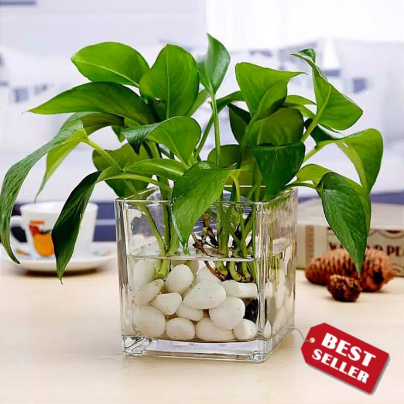 Jual Vas Bunga Kaca Kotak Minimalis Aesthetic / Vas Kaca Bening / Pot ...