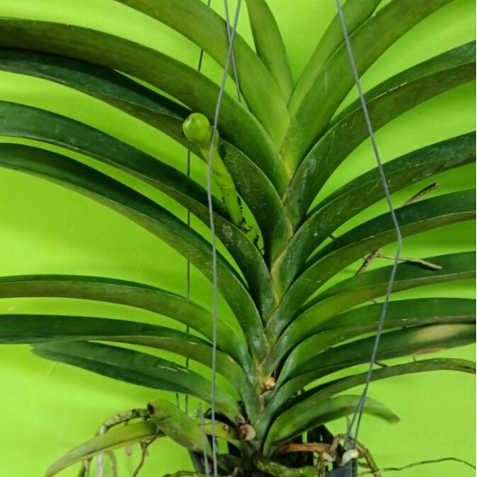 Jual Anggrek panda/vanda dewasa siap berbunga | Shopee Indonesia