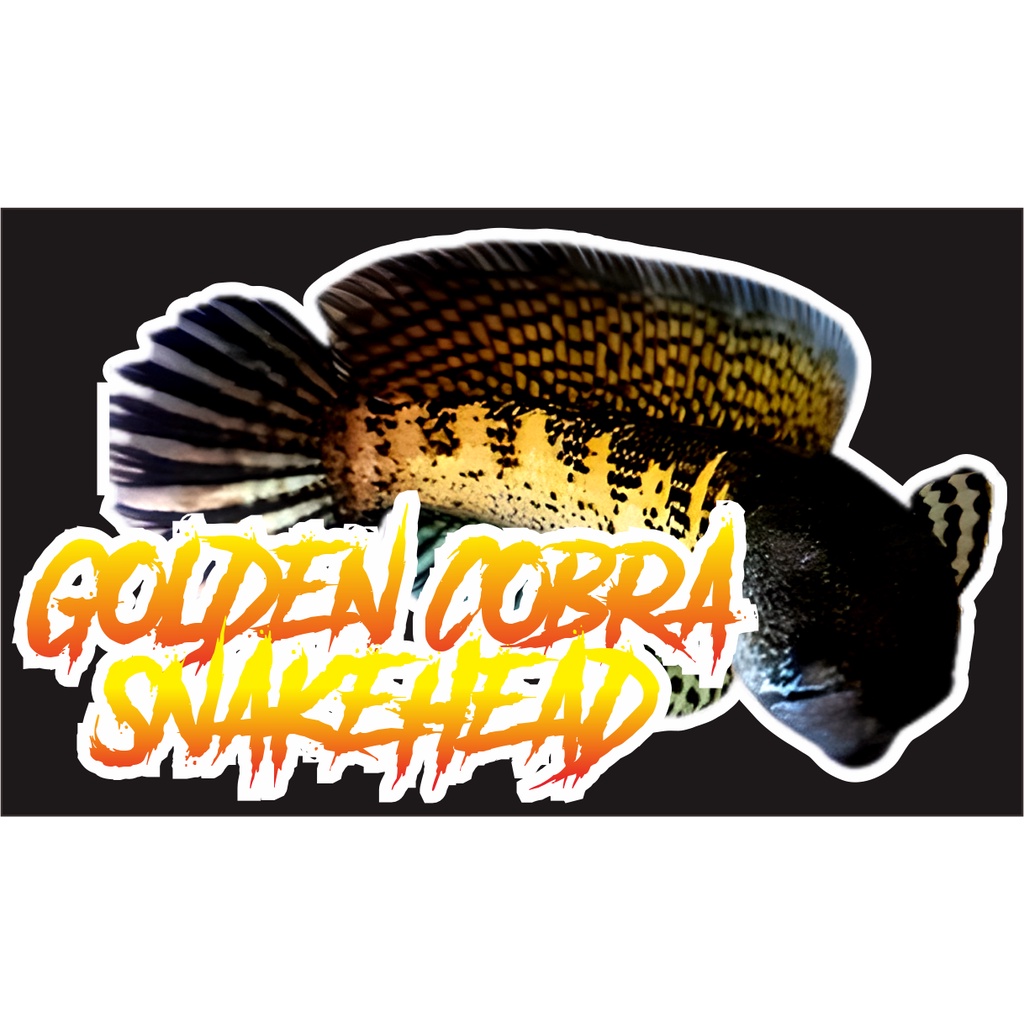 Jual STIKER CHANA hiasan aquarium tempelan akuarium channa | Shopee ...