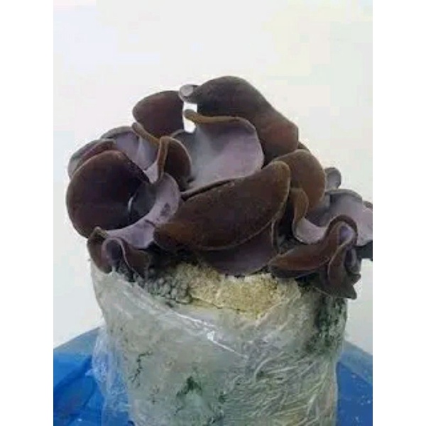 Jual jamur kuping lember pohon 100gram | Shopee Indonesia