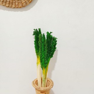 Jual Rayung Stick Pampas Panjang 1,5 Meter (1 ikat isi 3 batang ...