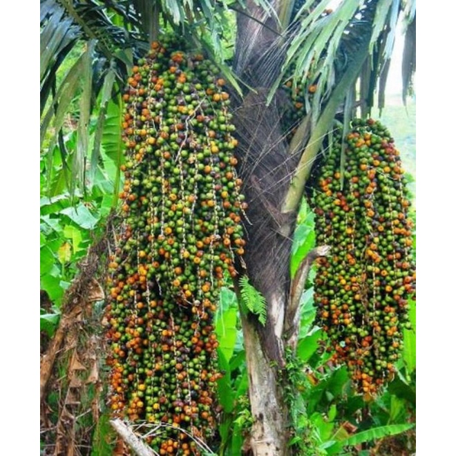 Jual Bibit kolang kaling Aren / Enau nau, hanau, peluluk, biluluk ...