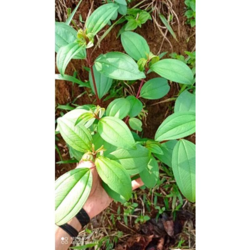 Jual Daun senggani senduduk 100gram/daun senggani/100grm | Shopee Indonesia