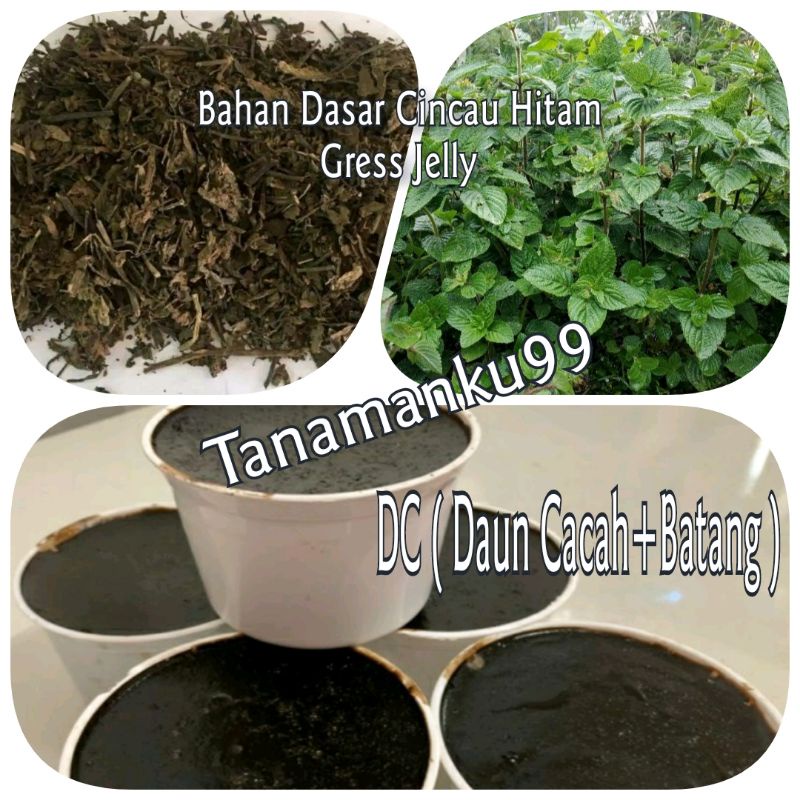 Jual Daun Janggelan ( Daun Cacah + Batang ) Bahan Cincau Hitam 1kg ...