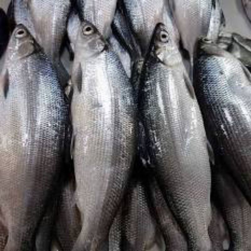 Jual Ikan Bandeng Jumbo | Shopee Indonesia