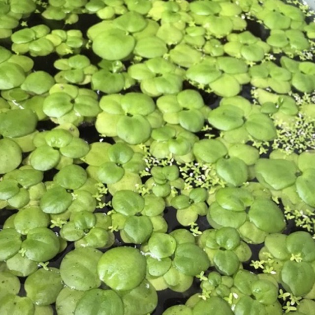 Jual Tanaman Air Aquascape Amazon Frogbit Mini | Shopee Indonesia