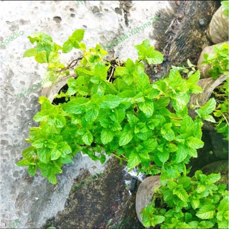 Jual Tanaman daun herbal daun mint/peppermint | Shopee Indonesia