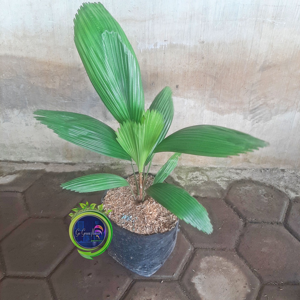 Jual PALEM KOL palm kipas PALM KOL tanaman perdu bbibit tanaman hias ...