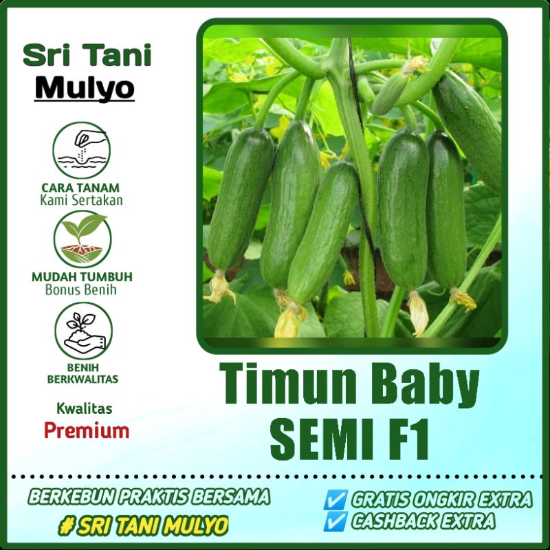 Jual 15 Biji - Benih Timun Baby Mentimun SEMI F1 - Bibit Pilihan Petani ...