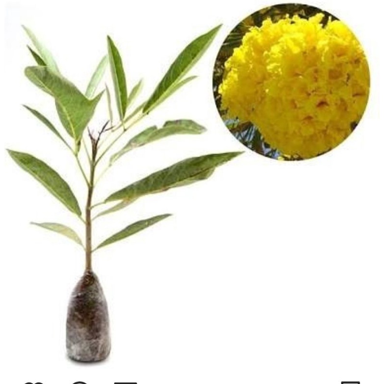 Jual PROMO BISA COD Tanaman hias tabebuya bunga kuning - bunga sakura ...
