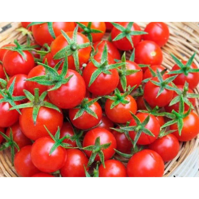 Jual tomat Cherry grade A - tomat cherry super - tomat cherry segar ...