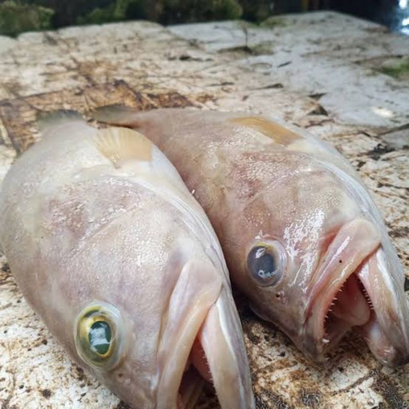 Jual Ikan Kerapu Susu Segar Ikan Laut Hasil Laut Segar Seafood 1 Kg ...