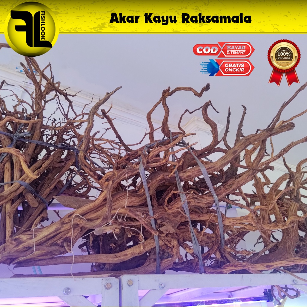 Jual KAYU AKAR RASMALA UNTUK AQUASCAPE SIZE S M L | Shopee Indonesia